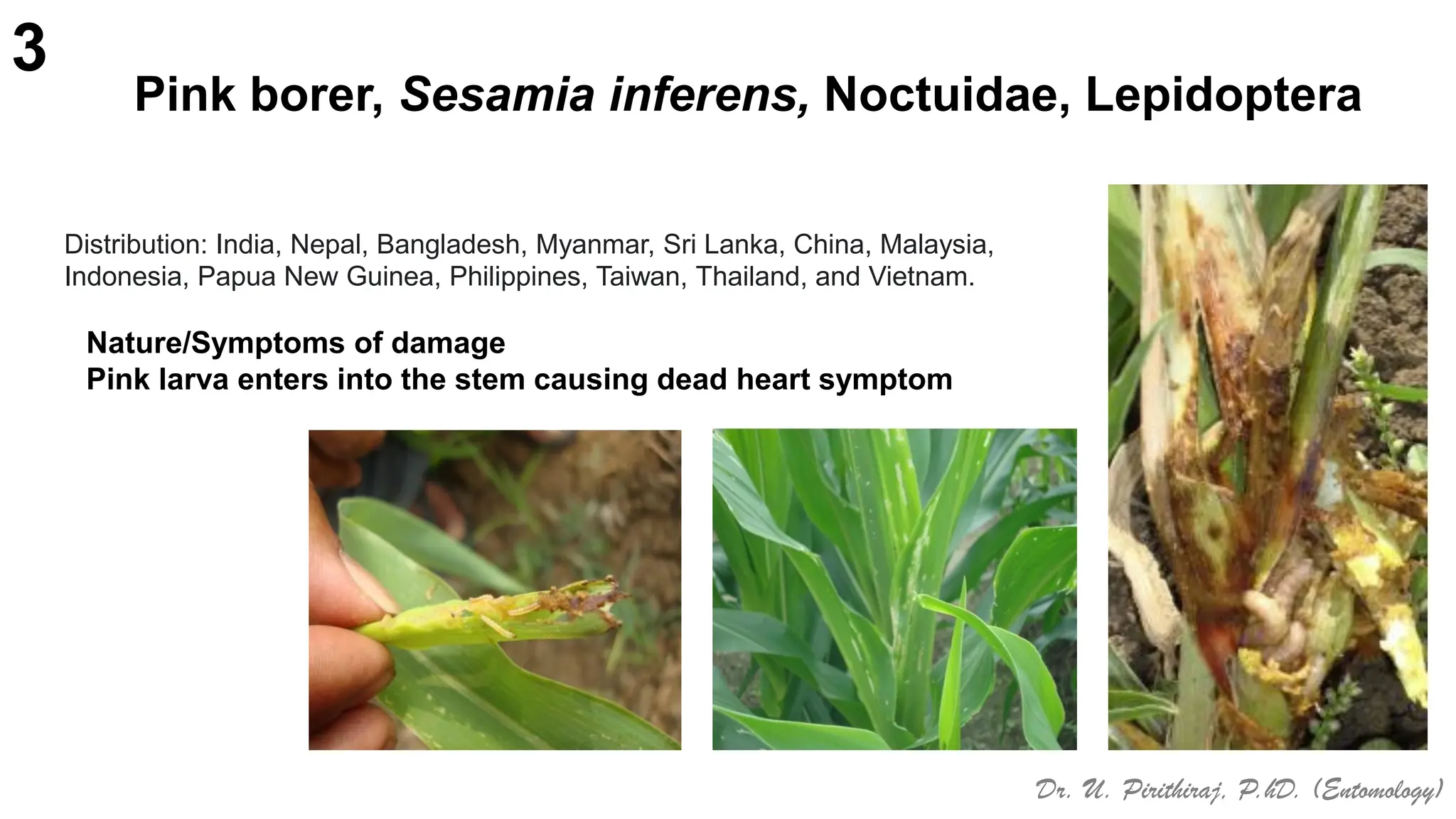 3.2 Pests of Sorghum_Identification, Symptoms and nature of damage ...