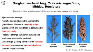 3.2 Pests of Sorghum_Identification, Symptoms and nature of damage ...