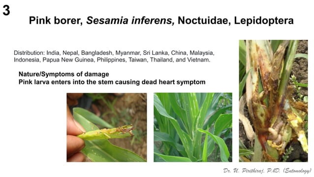 3.2 Pests of Sorghum_Identification, Symptoms and nature of damage ...
