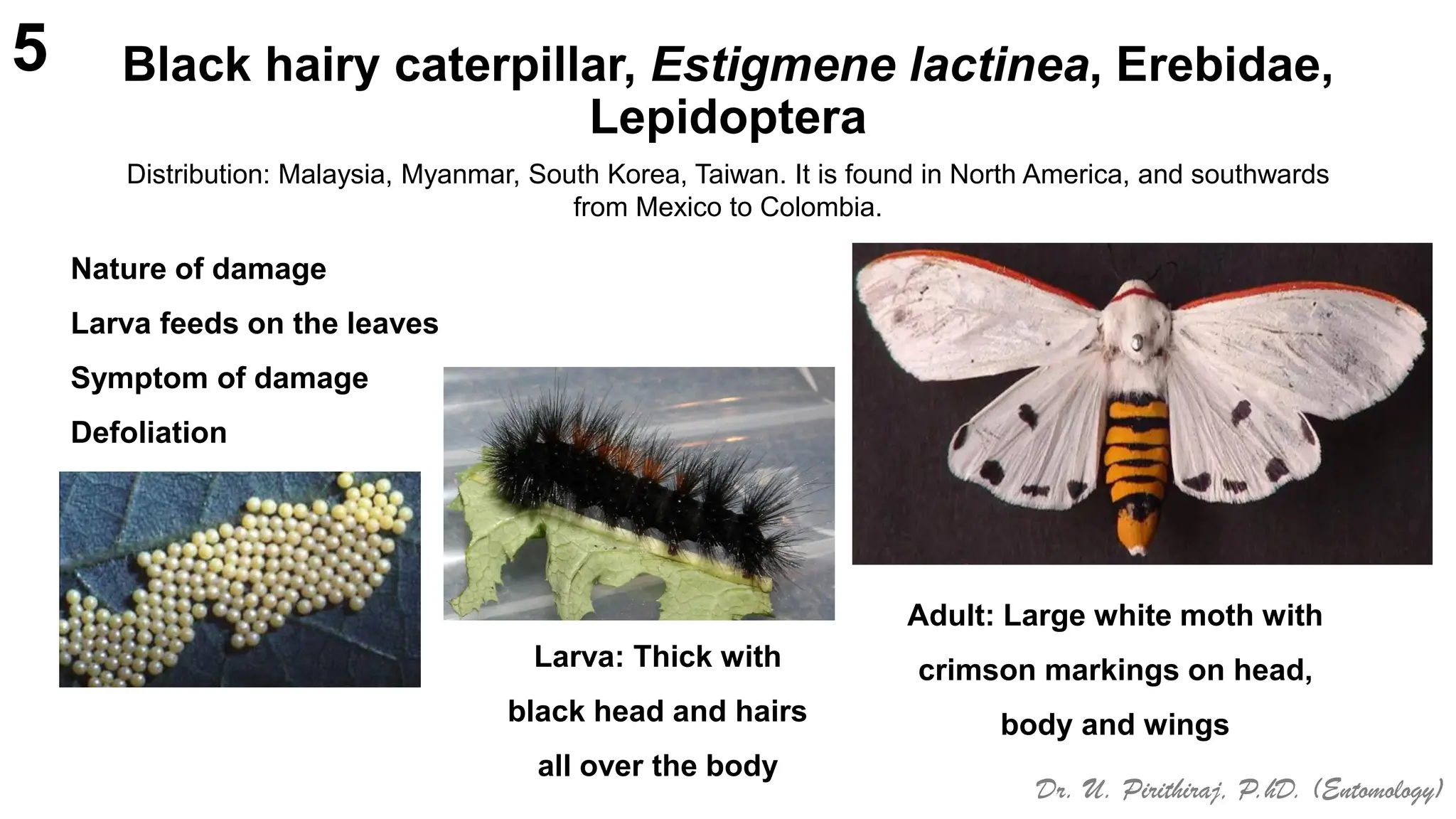 Pests of cumbu_Identification, Binomics, Integrated ManagementDr.UPR.pdf
