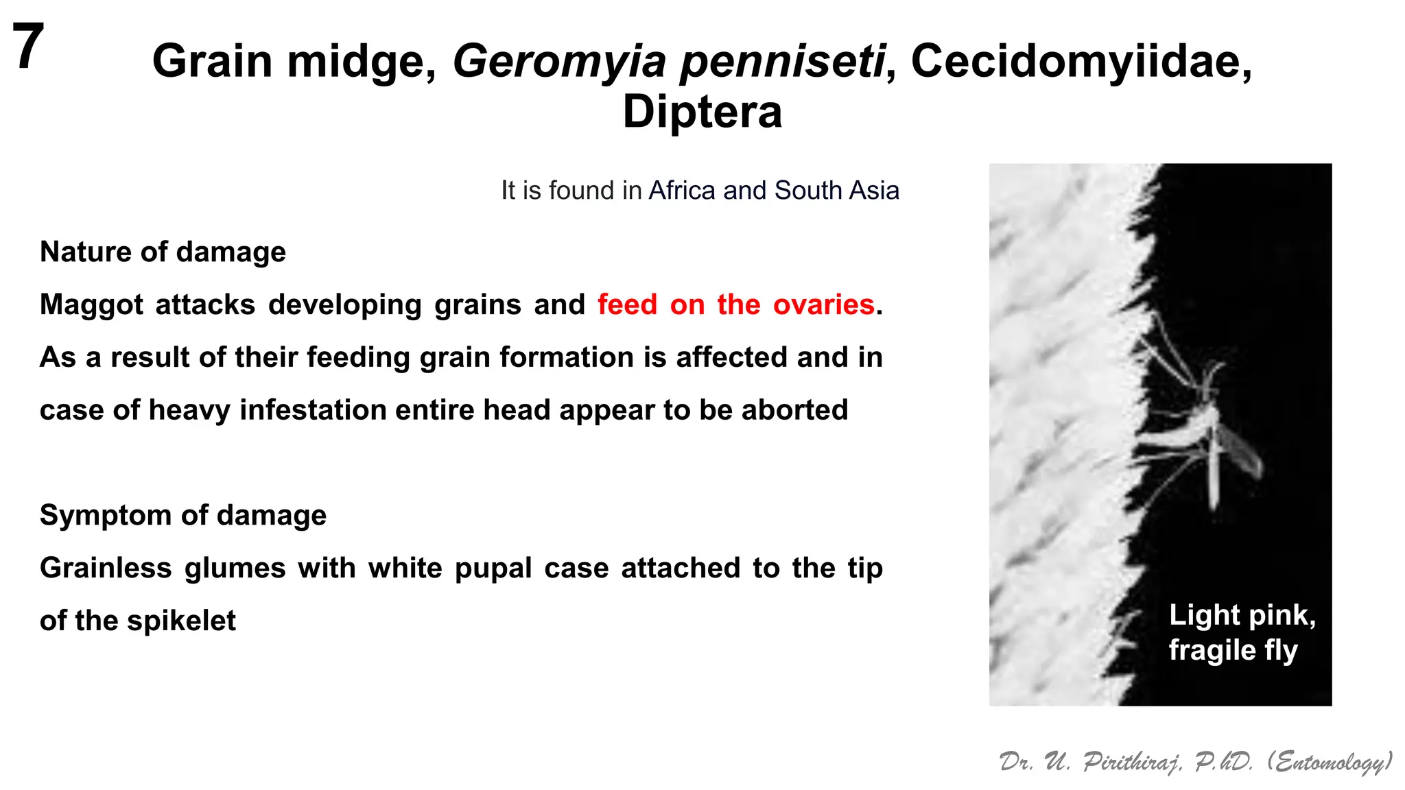 Pests of cumbu_Identification, Binomics, Integrated ManagementDr.UPR.pdf