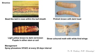 Pests of cumbu_Identification, Binomics, Integrated ManagementDr.UPR.pdf