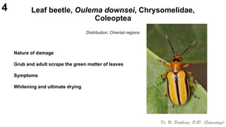 Pests of cumbu_Identification, Binomics, Integrated ManagementDr.UPR.pdf