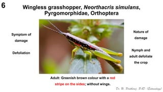 Pests of cumbu_Identification, Binomics, Integrated ManagementDr.UPR.pdf