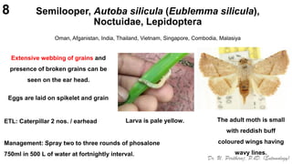 Pests of cumbu_Identification, Binomics, Integrated ManagementDr.UPR.pdf