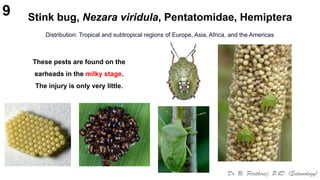 Pests of cumbu_Identification, Binomics, Integrated ManagementDr.UPR.pdf