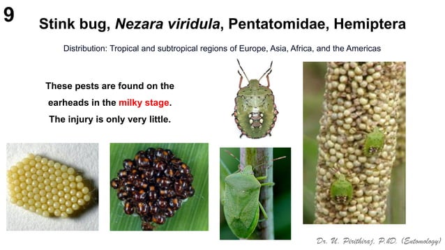 Pests of cumbu_Identification, Binomics, Integrated ManagementDr.UPR ...