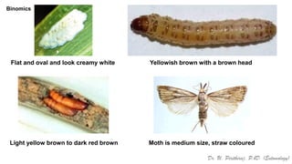 Pests of cumbu_Identification, Binomics, Integrated ManagementDr.UPR.pdf