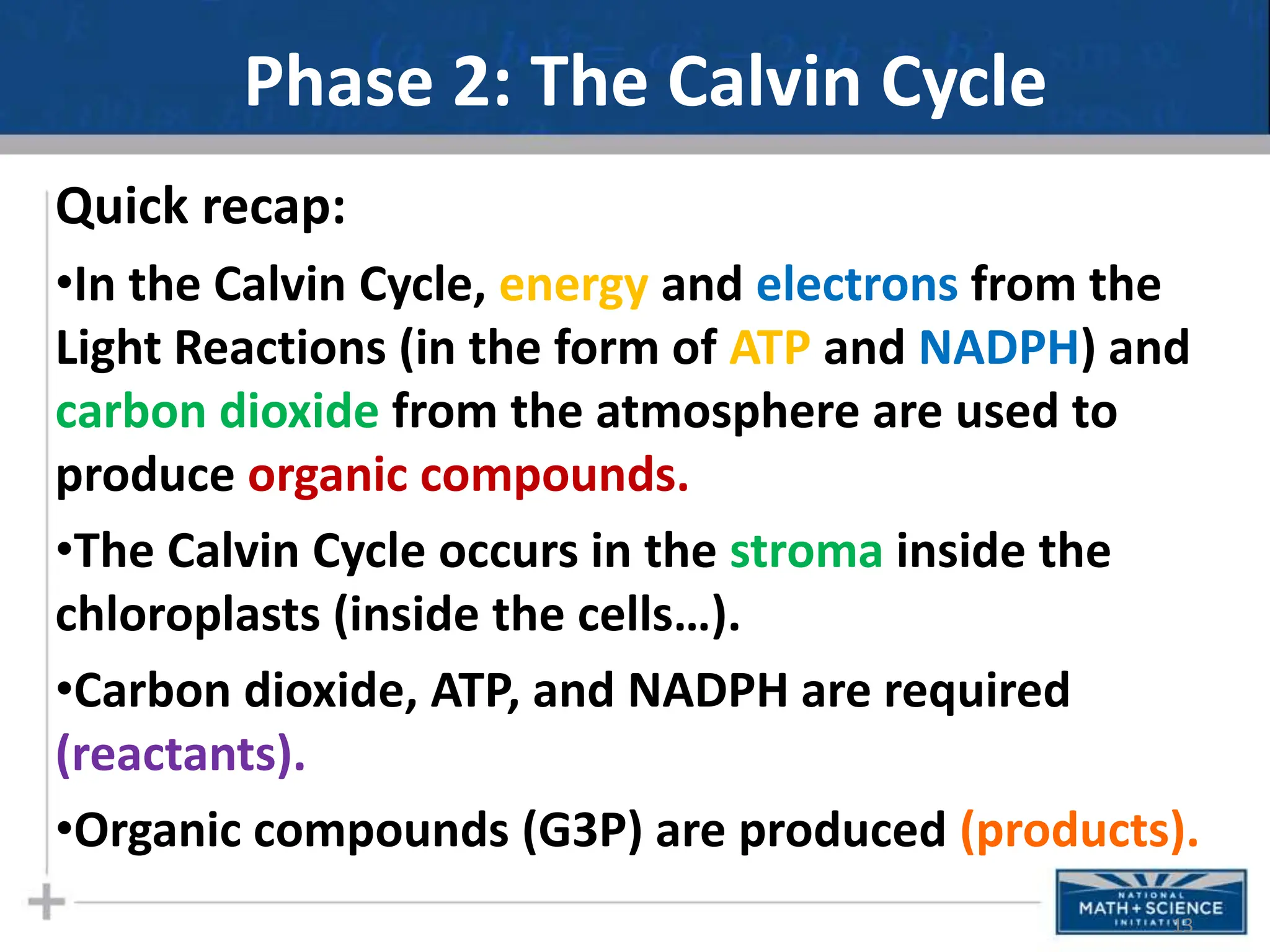 Photosynthesis Calvin Cycle Light Independent Reactions | PPTX