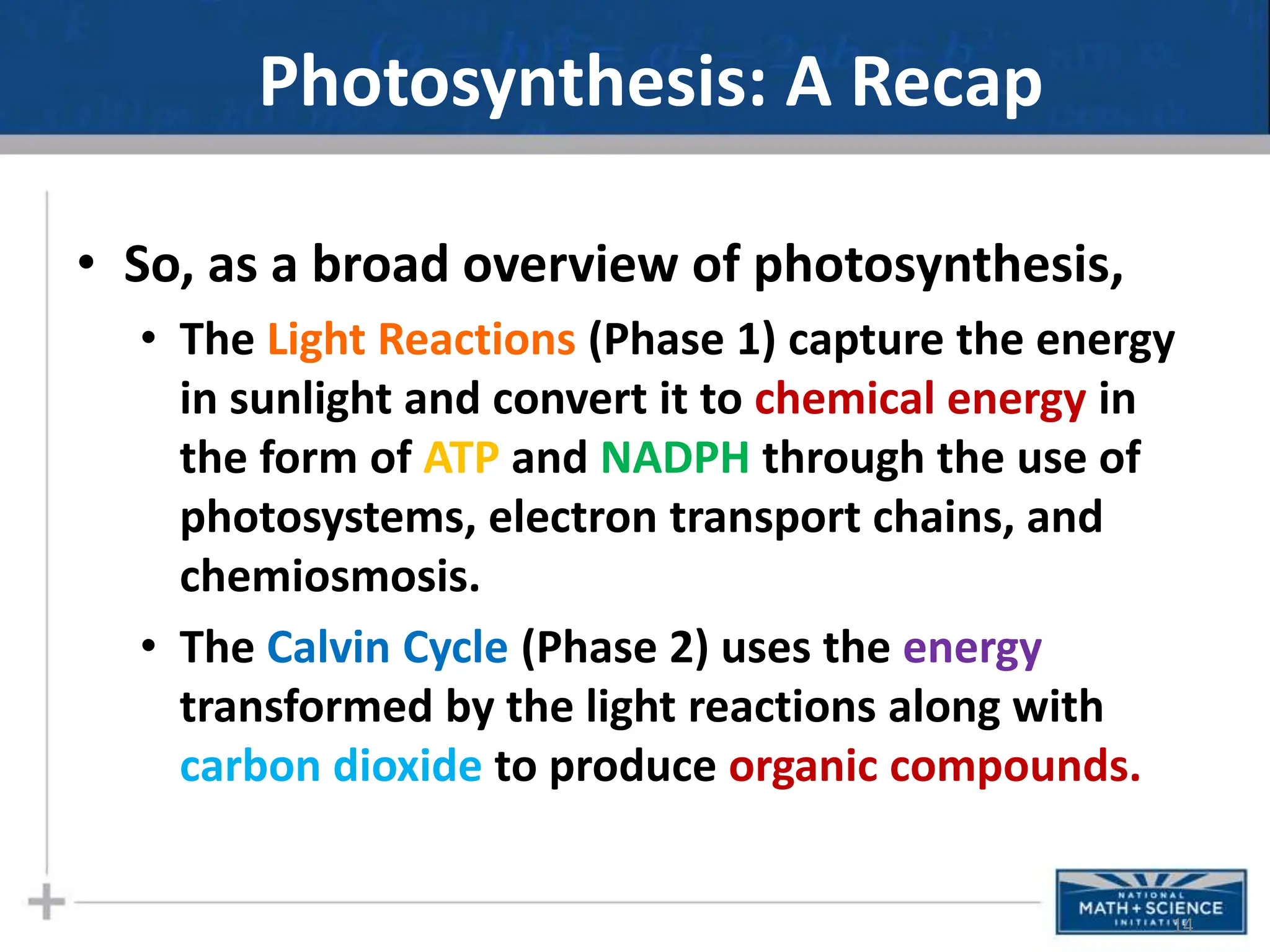 Photosynthesis Calvin Cycle Light Independent Reactions | PPTX