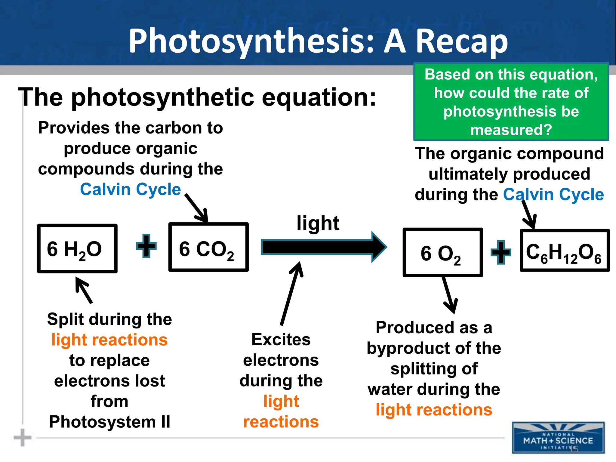Photosynthesis Calvin Cycle Light Independent Reactions | PPTX