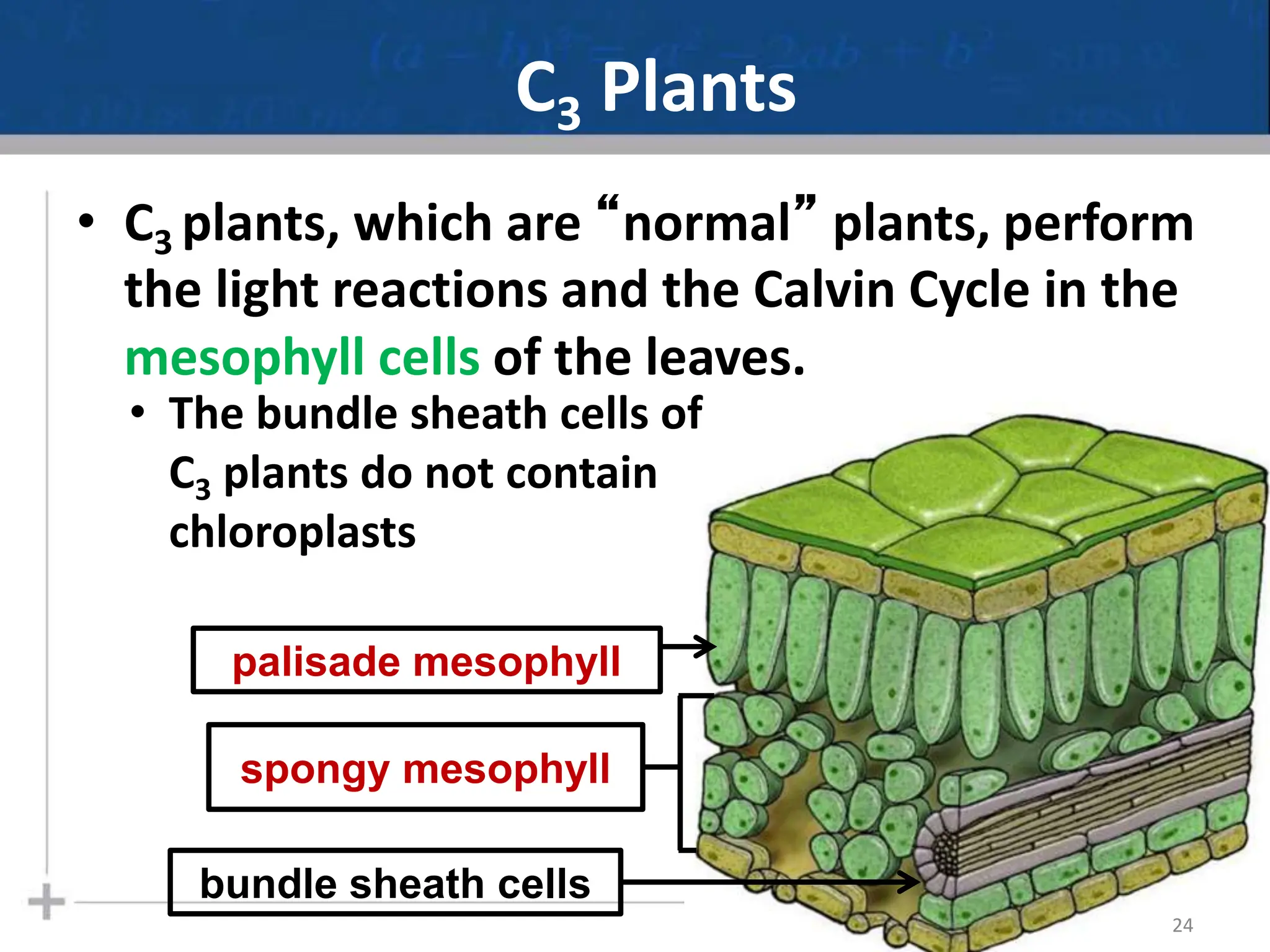 Photosynthesis Calvin Cycle Light Independent Reactions | PPT