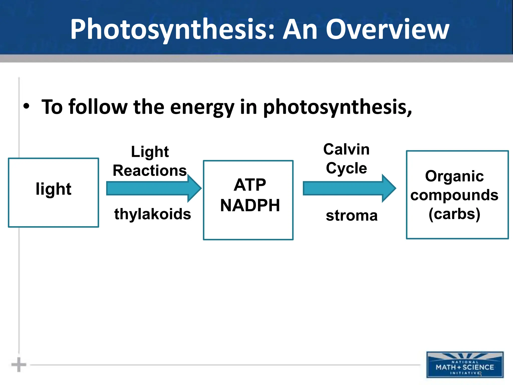 Photosynthesis Calvin Cycle Light Independent Reactions | PPT