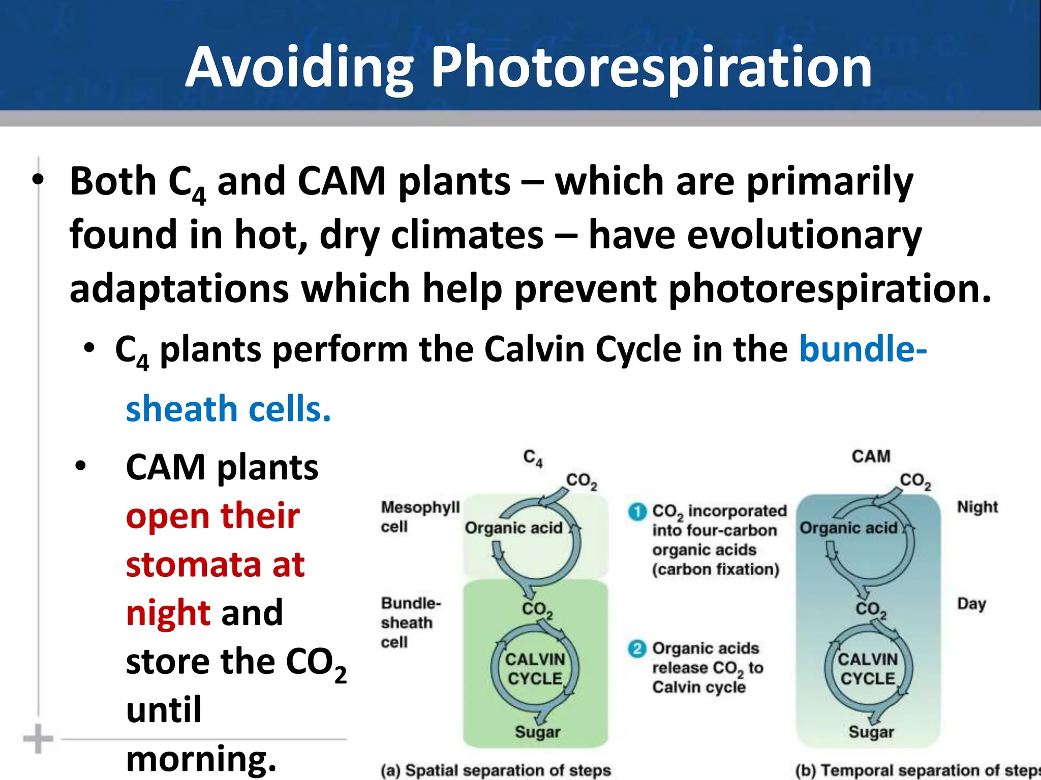 Photosynthesis Calvin Cycle Light Independent Reactions | PPTX