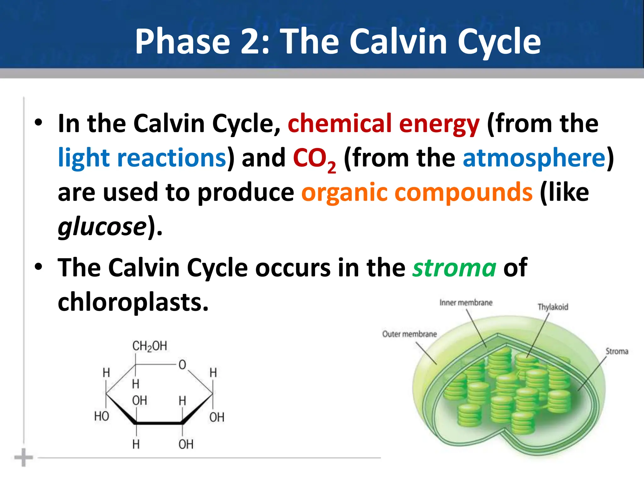 Photosynthesis Calvin Cycle Light Independent Reactions | PPTX