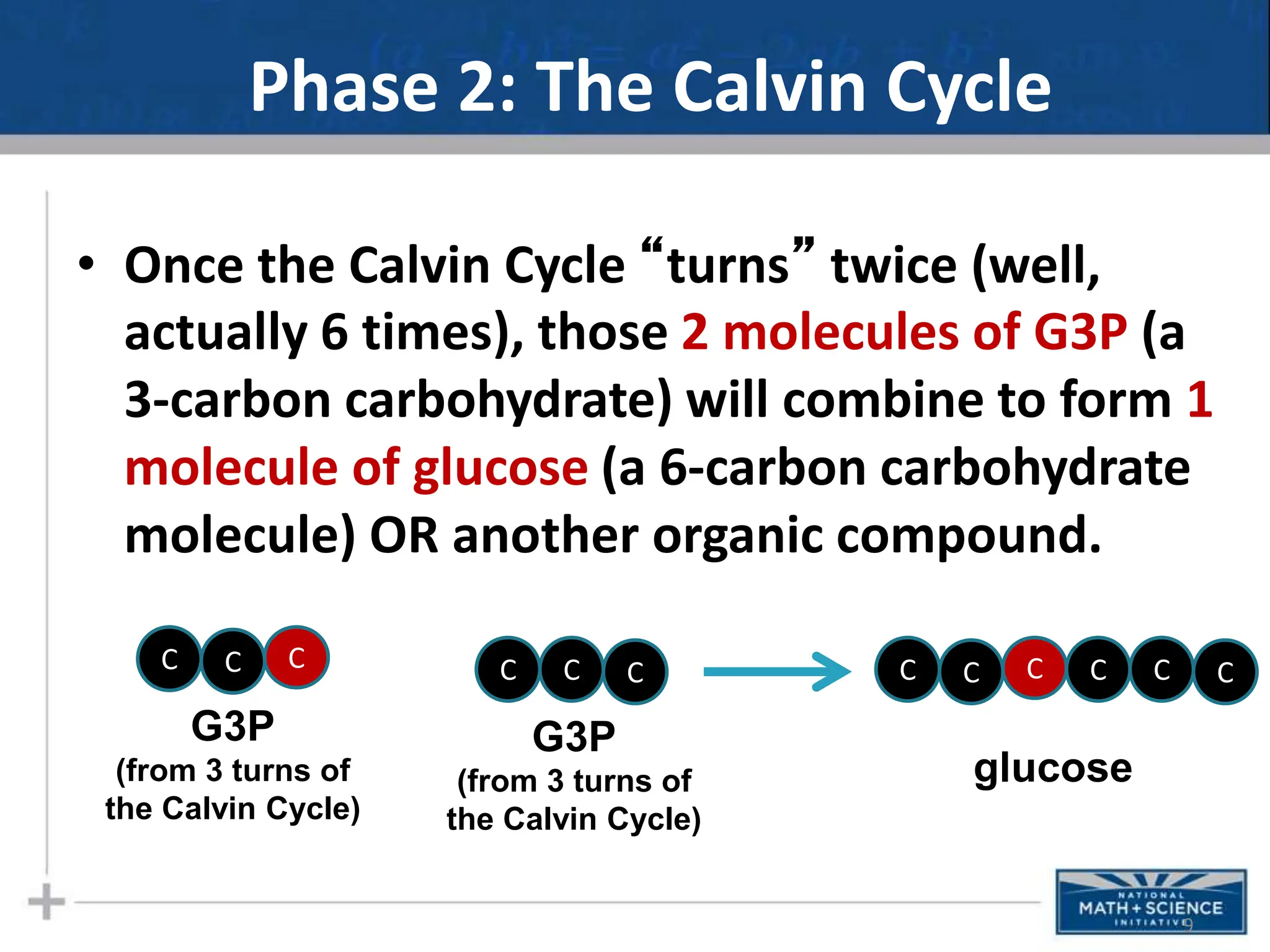 Photosynthesis Calvin Cycle Light Independent Reactions | PPTX