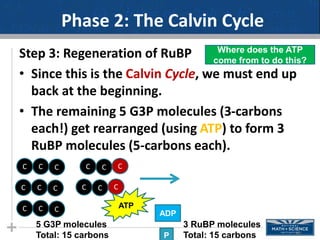 Photosynthesis Calvin Cycle Light Independent Reactions | PPTX