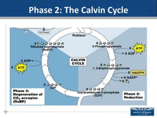 Photosynthesis Calvin Cycle Light Independent Reactions | PPTX