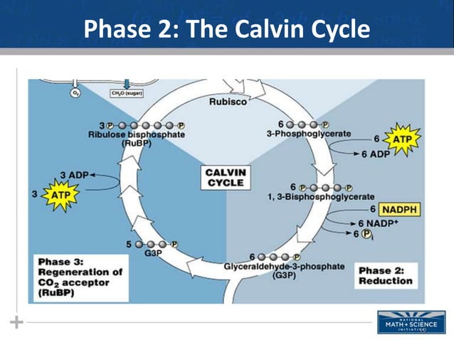 Photosynthesis Calvin Cycle Light Independent Reactions | PPT