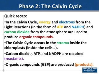 Photosynthesis Calvin Cycle Light Independent Reactions | PPTX