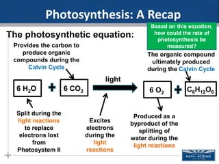 Photosynthesis Calvin Cycle Light Independent Reactions | PPTX