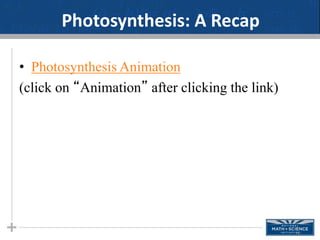 Photosynthesis Calvin Cycle Light Independent Reactions | PPTX