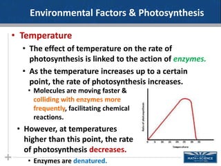 Photosynthesis Calvin Cycle Light Independent Reactions | PPTX