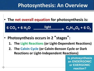 Photosynthesis Calvin Cycle Light Independent Reactions | PPTX