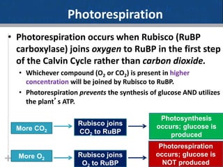 Photosynthesis Calvin Cycle Light Independent Reactions | PPTX