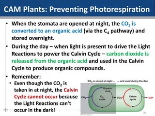 Photosynthesis Calvin Cycle Light Independent Reactions | PPTX