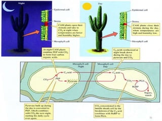 Photosynthesis Calvin Cycle Light Independent Reactions | PPTX