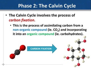 Photosynthesis Calvin Cycle Light Independent Reactions | PPTX