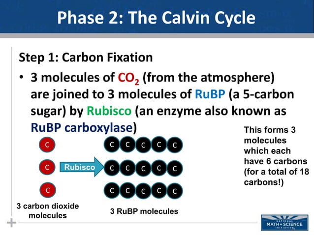 Photosynthesis Calvin Cycle Light Independent Reactions | PPT