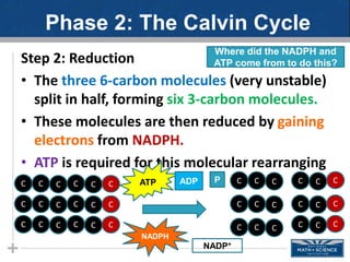 Photosynthesis Calvin Cycle Light Independent Reactions | PPTX