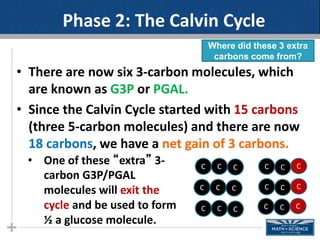 Photosynthesis Calvin Cycle Light Independent Reactions | PPTX