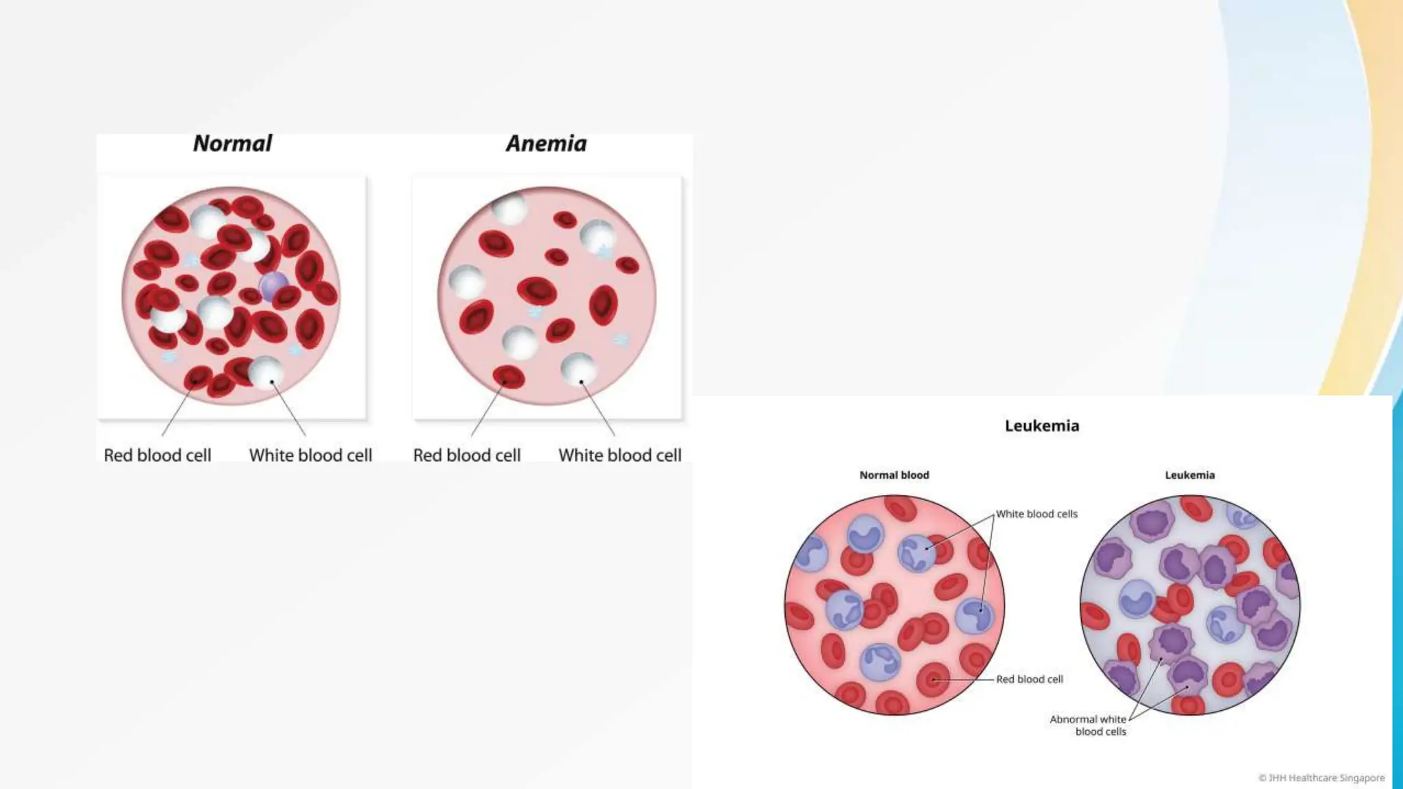 Exploring Bone Marrow: Composition, Functions, and Clinical Insights | PPTX