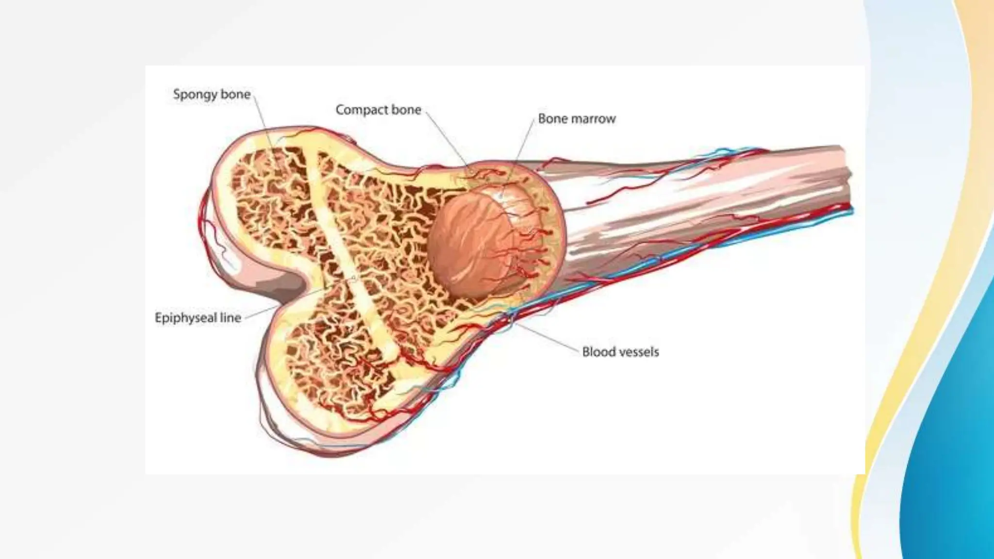 Exploring Bone Marrow: Composition, Functions, and Clinical Insights | PPTX