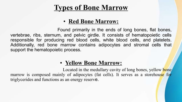 Exploring Bone Marrow: Composition, Functions, and Clinical Insights ...