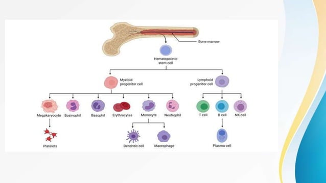 Exploring Bone Marrow: Composition, Functions, and Clinical Insights ...