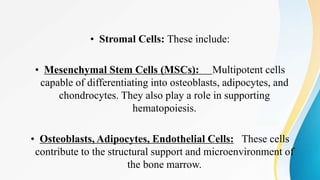 Exploring Bone Marrow: Composition, Functions, and Clinical Insights | PPTX