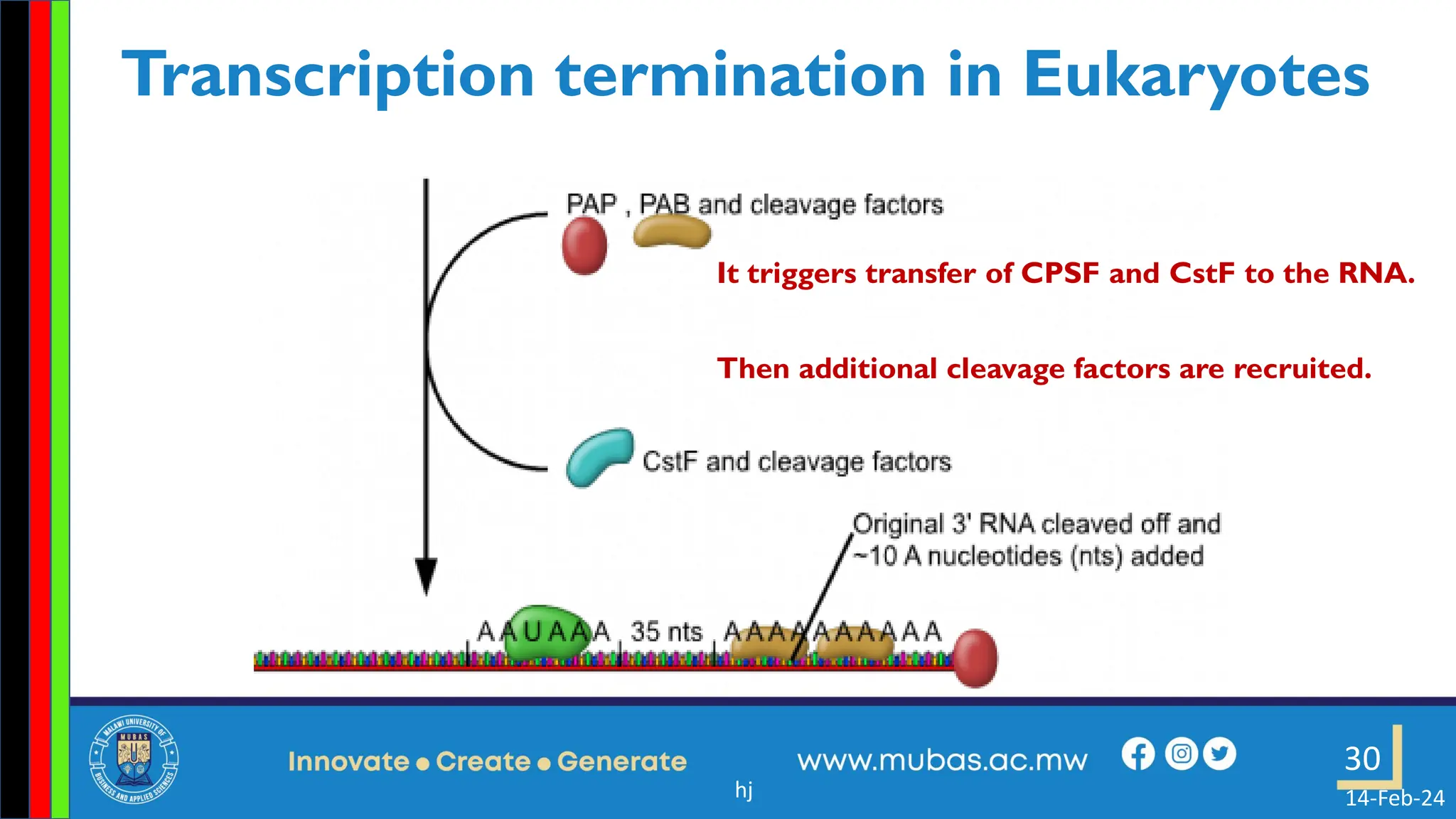 3. Transcription in Prokaryotes and Eukaryotes.pdf