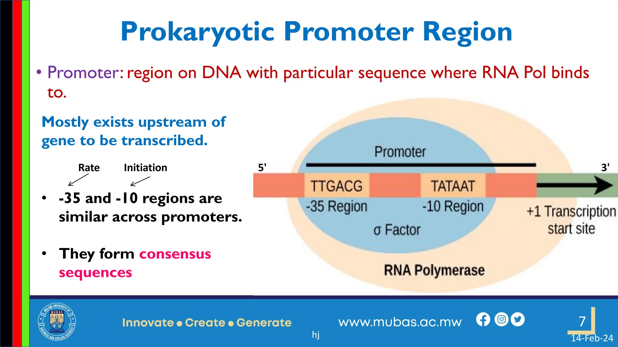 3. Transcription in Prokaryotes and Eukaryotes.pdf