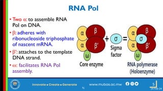 3. Transcription in Prokaryotes and Eukaryotes.pdf