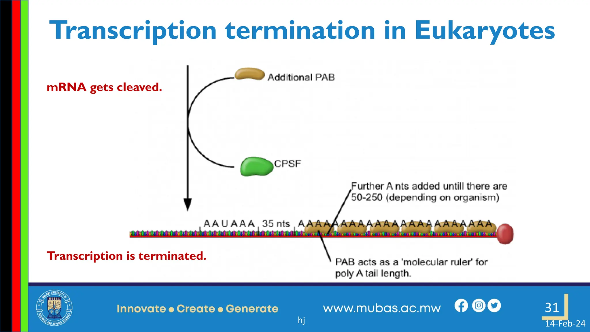 3. Transcription in Prokaryotes and Eukaryotes.pdf