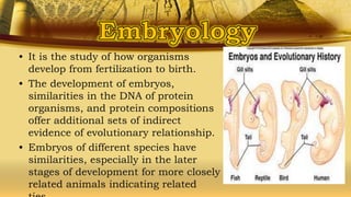 3.6 Evolution.pptx Evolution of Organisms | PPTX