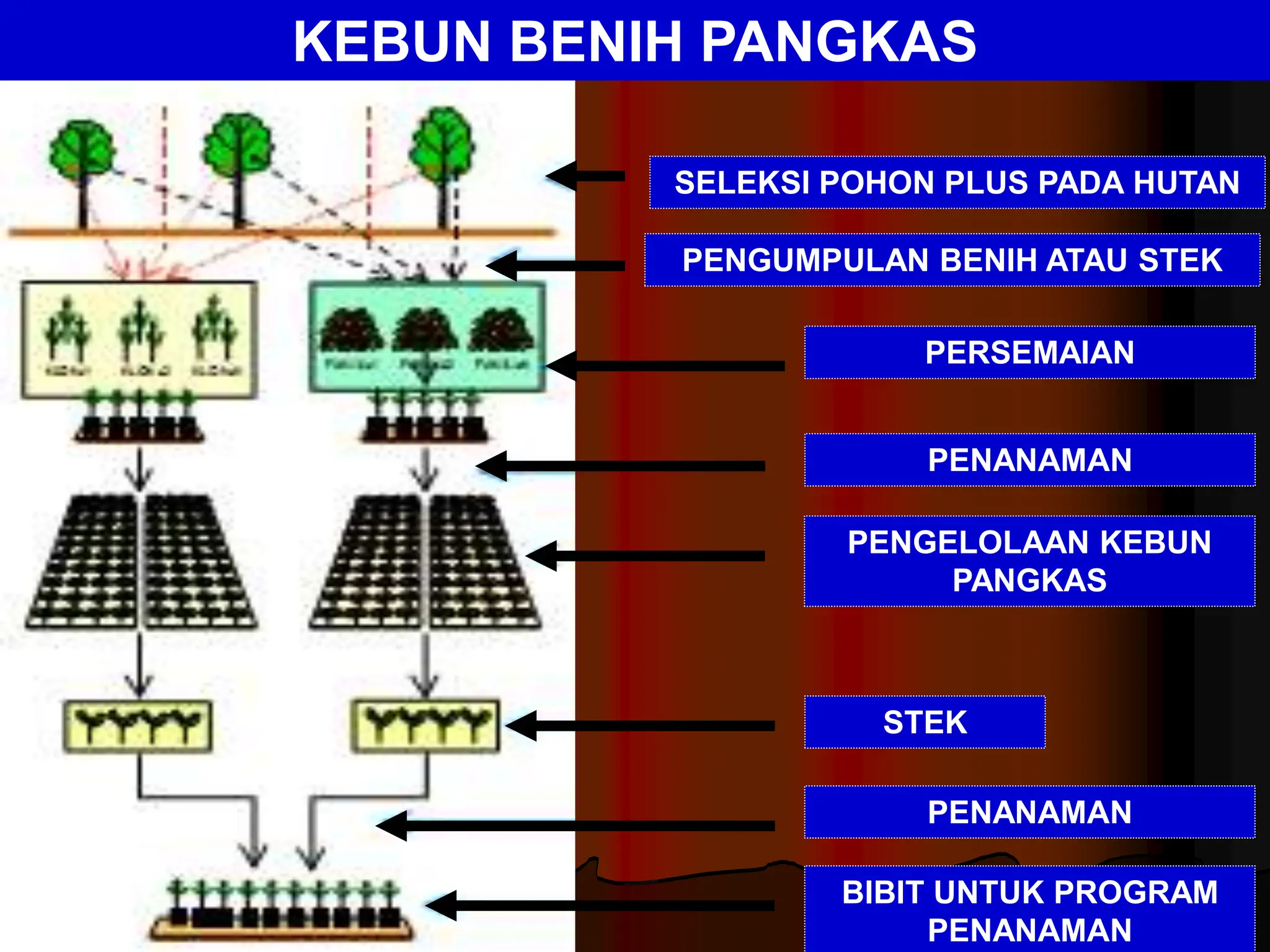 PRODUKSI BENIH TANAMAN HUTAN UNTUK MENDAPATKAN BIBIT UNGGUL | PPT