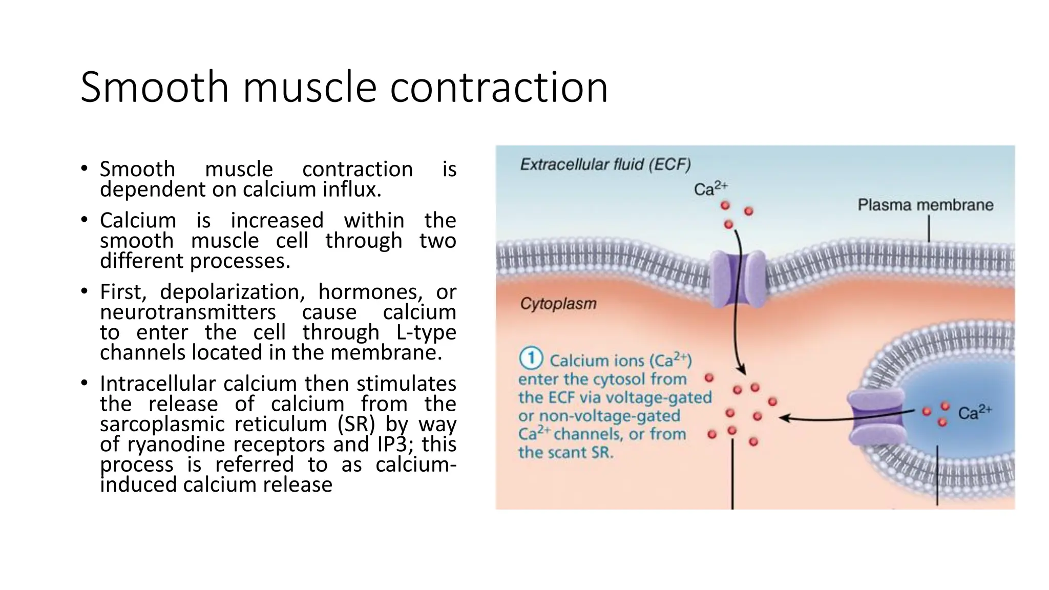 3.Smooth muscle contraction.pdfsgsgdgfdgh | PDF