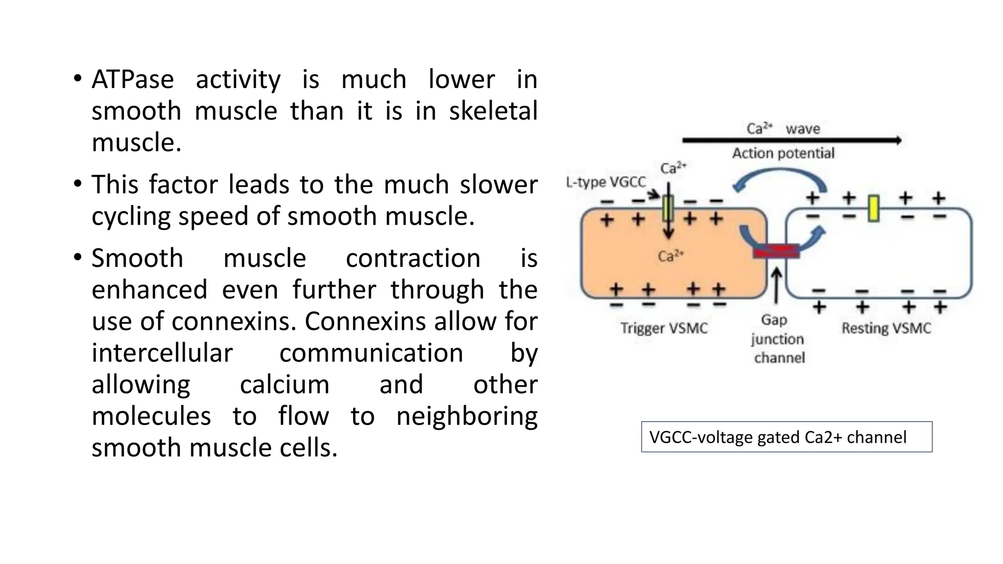 3.Smooth muscle contraction.pdfsgsgdgfdgh | PDF