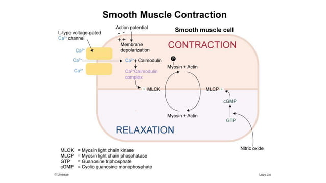 3.Smooth muscle contraction.pdfsgsgdgfdgh | PPT
