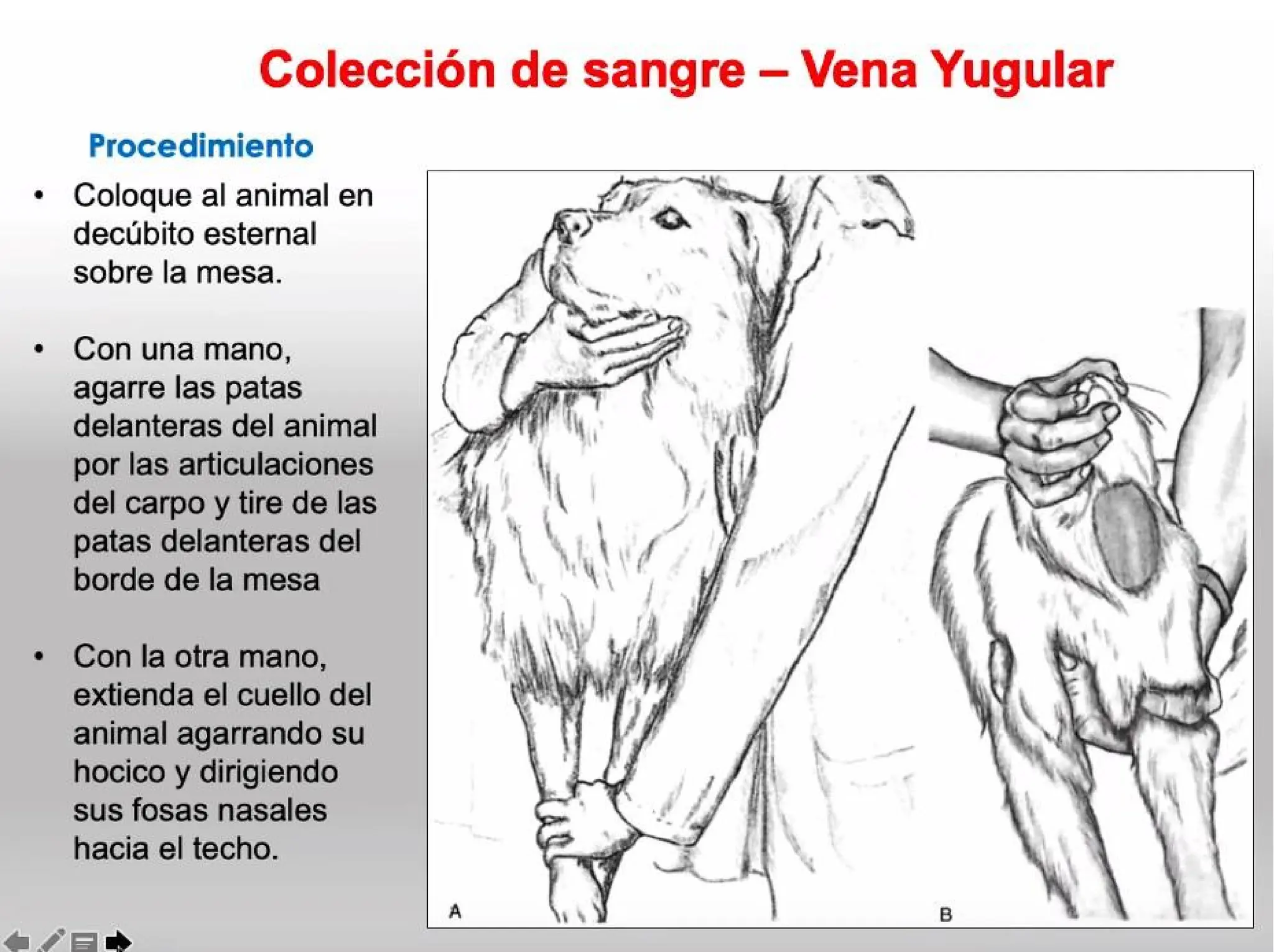 Sujeción e inmobilización de perros y gatos (1).pdf
